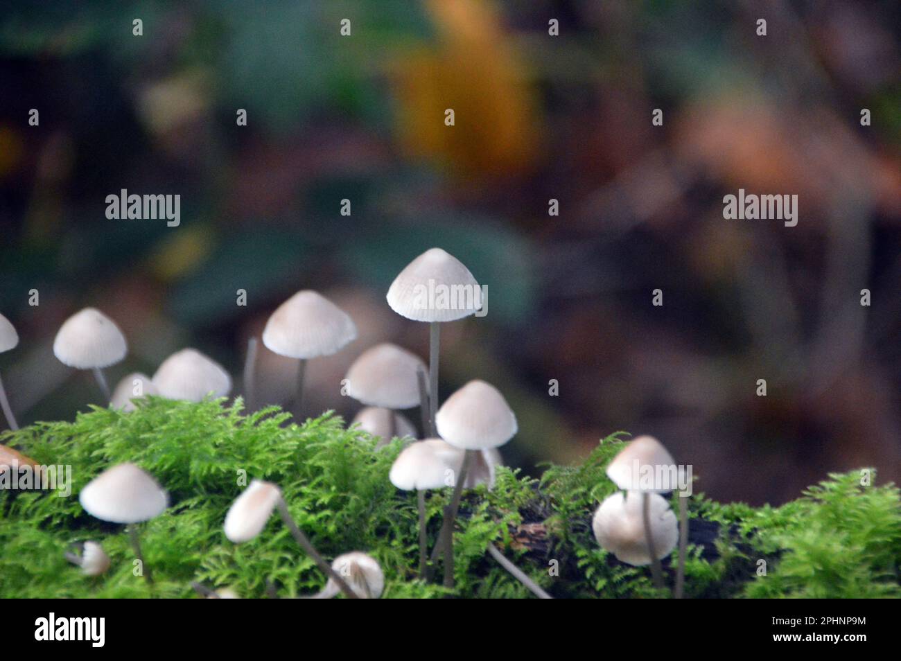 Small White Mushrooms & Green Moss growing on a Dead Tree in Boilton ...