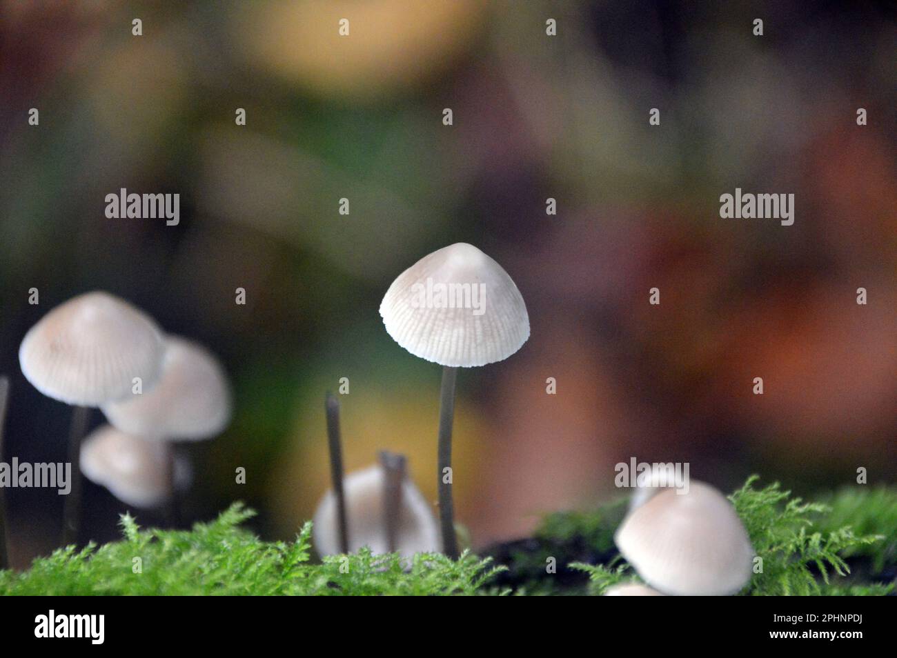 Small White Mushrooms & Green Moss growing on a Dead Tree in Boilton ...