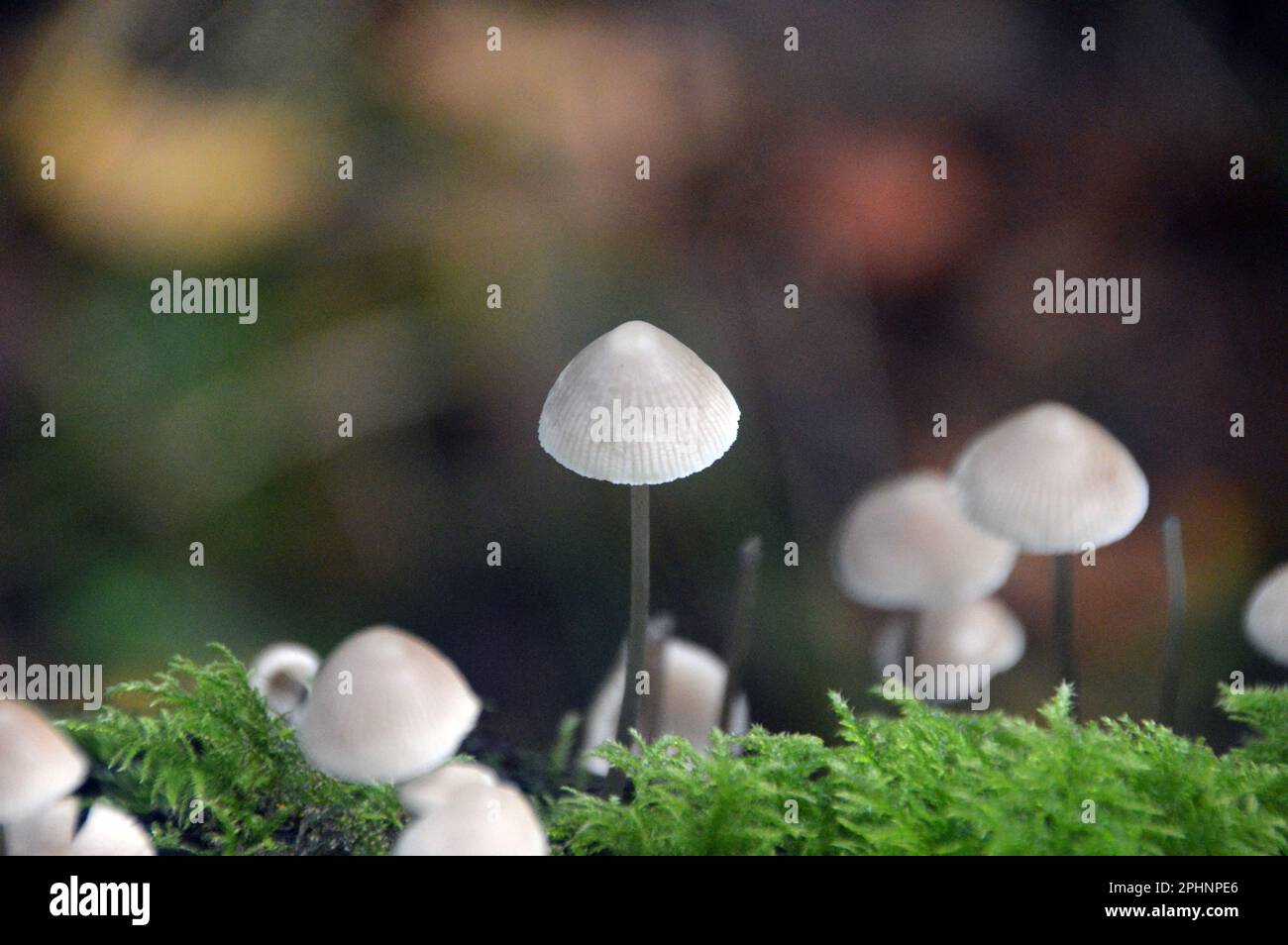 Small White Mushrooms & Green Moss growing on a Dead Tree in Boilton ...