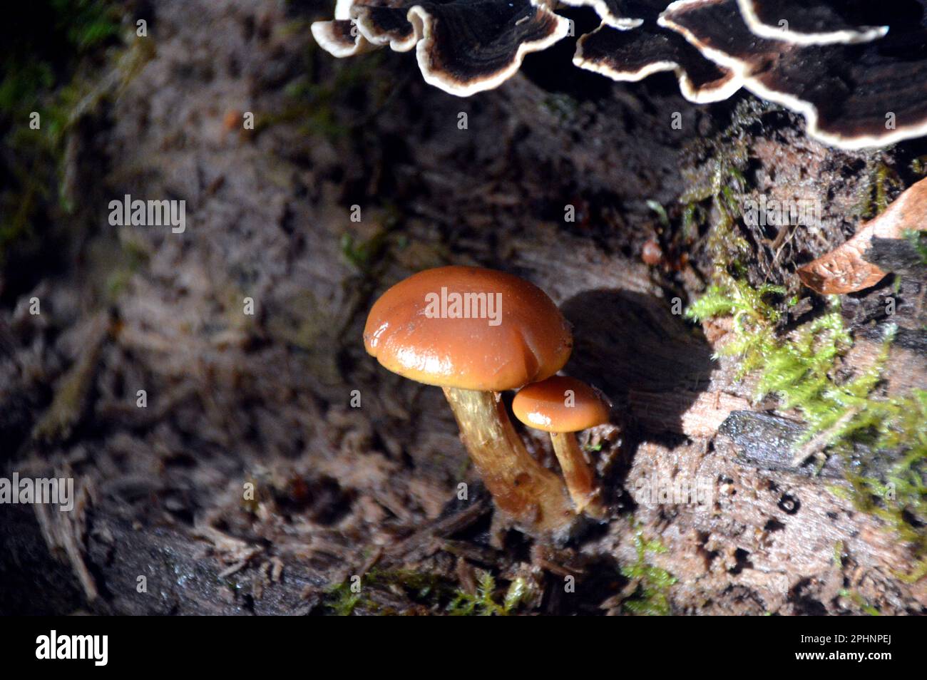 Small Brown Mushroom in Sunshine growing on a Dead Tree in Boilton Wood ...