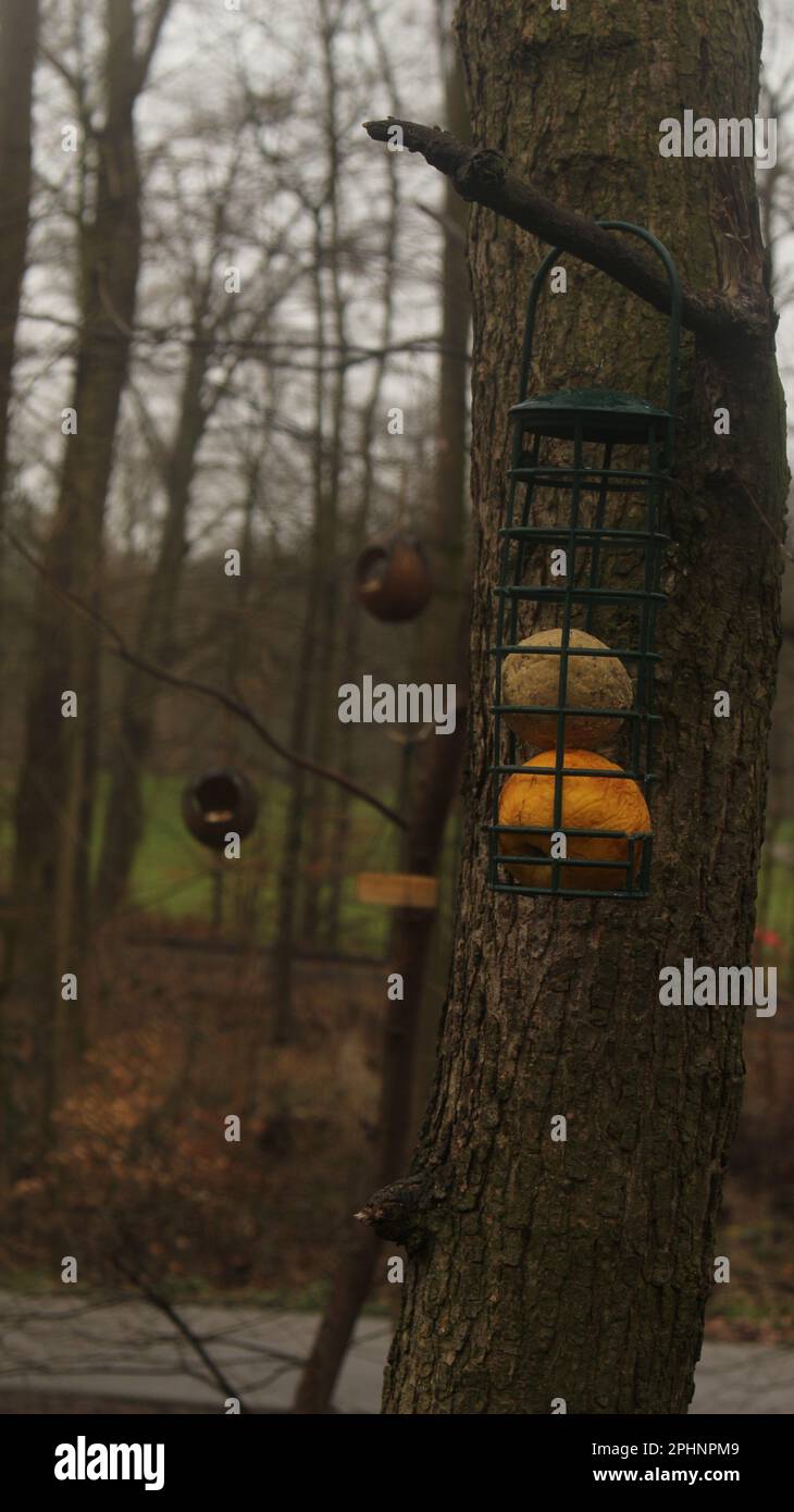 Forest Way To Zoo, Cologne, Germany Stock Photo - Alamy