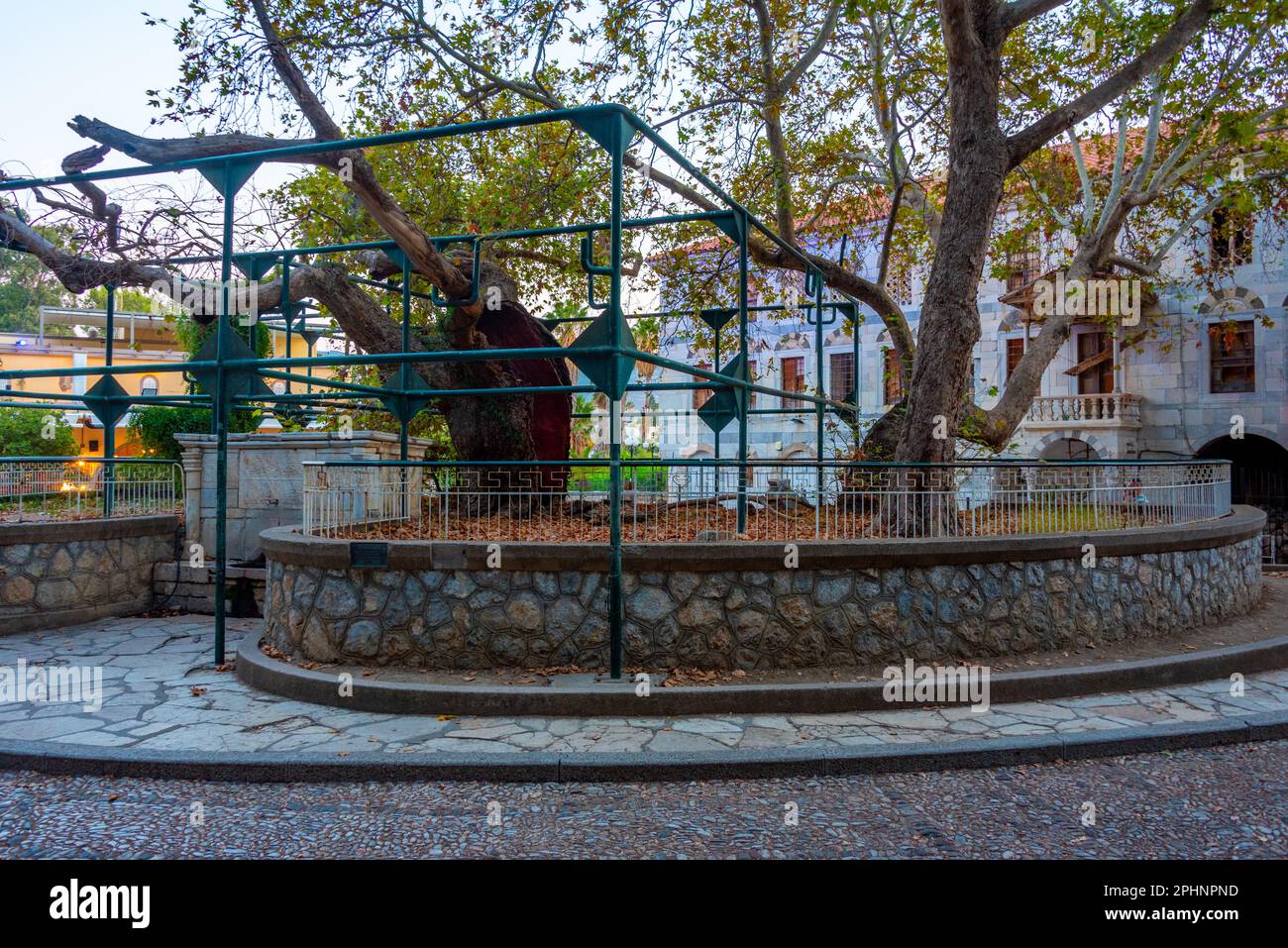 Sunset view of Hippocrates plain tree at Greek island Kos Stock Photo ...