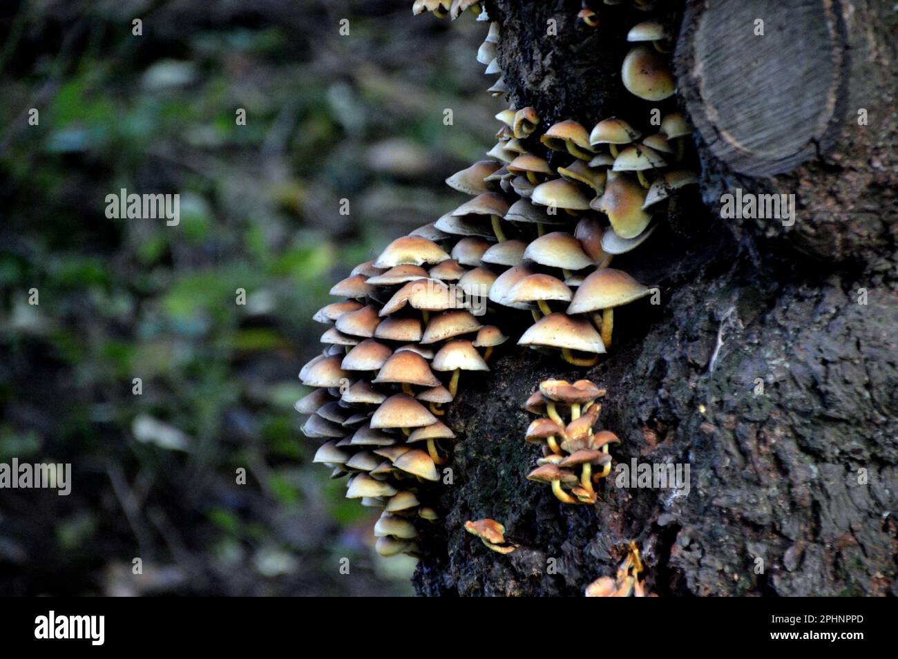 Brown Mica Cap (Coprinellus Micaceus) Mushrooms growing on a Dead Tree ...