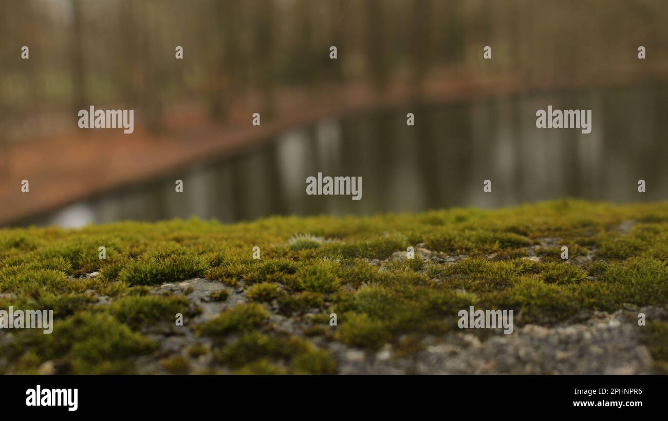 Forest Way To Zoo, Cologne, Germany Stock Photo - Alamy