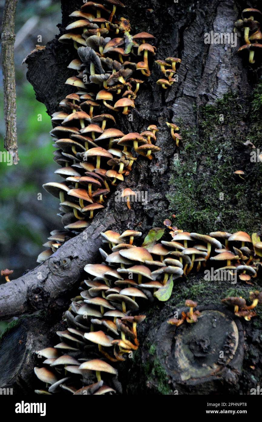 Brown Mica Cap (Coprinellus Micaceus) Mushrooms growing on a Dead Tree ...