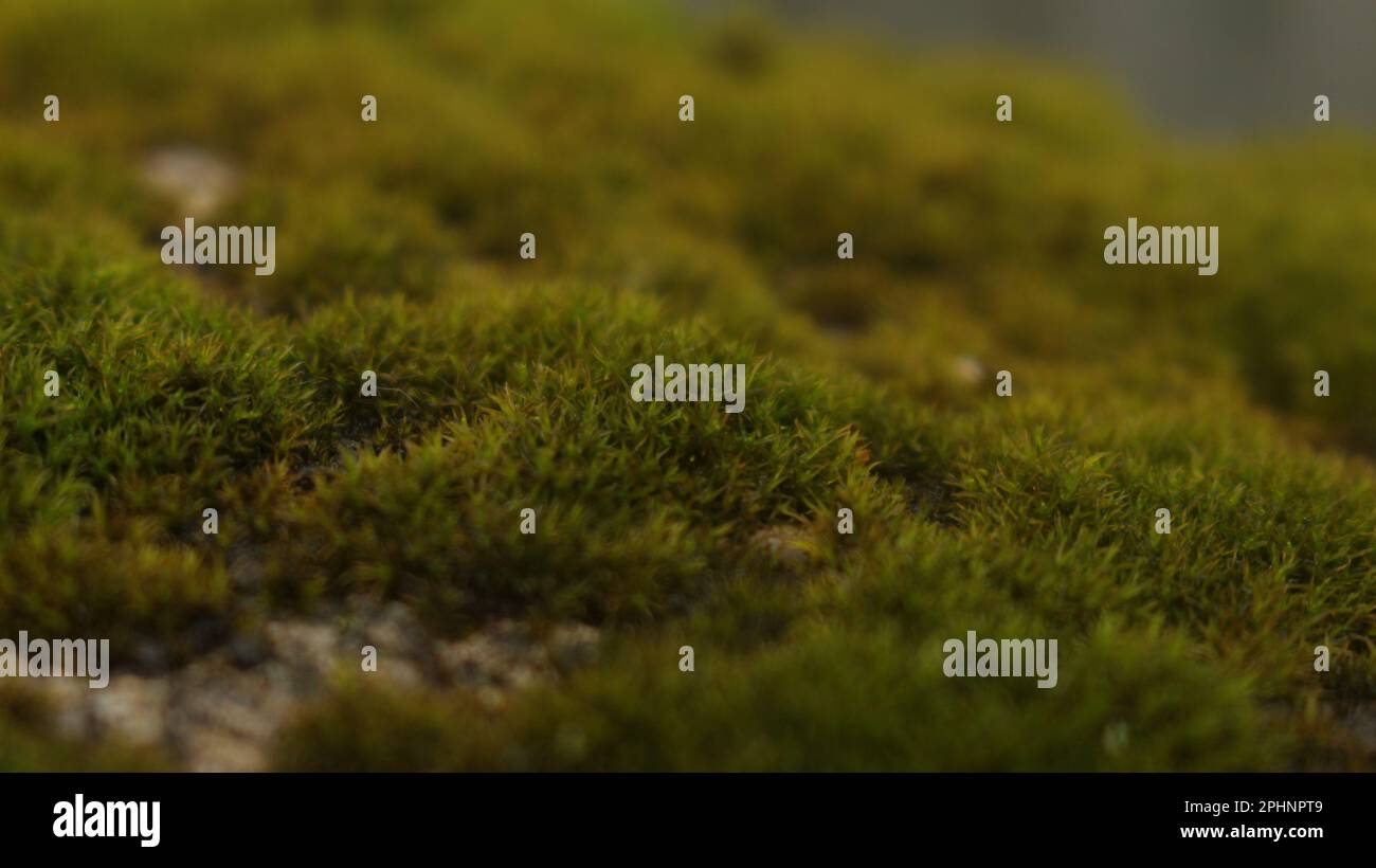 Forest Way To Zoo, Cologne, Germany Stock Photo - Alamy