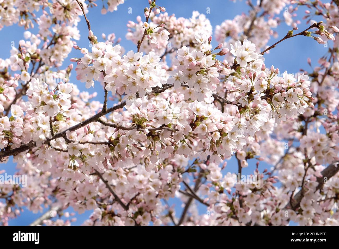Yoshino cherry trees, Prunus yedoensis, in flower Stock Photo - Alamy