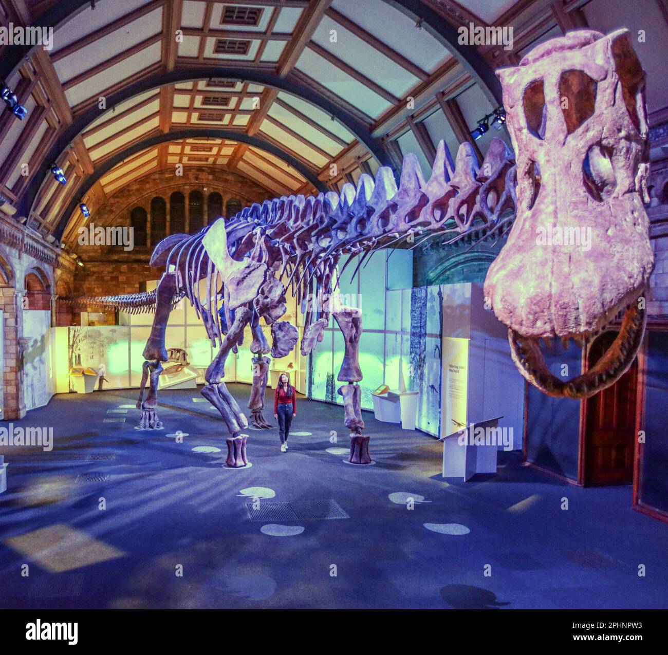 Cast in resign dinosaur hi-res stock photography and images - Alamy