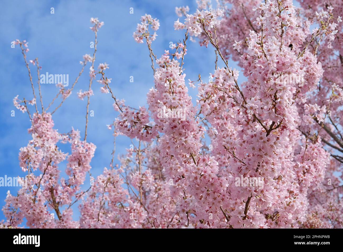 Japanese Pink Flower Tree
