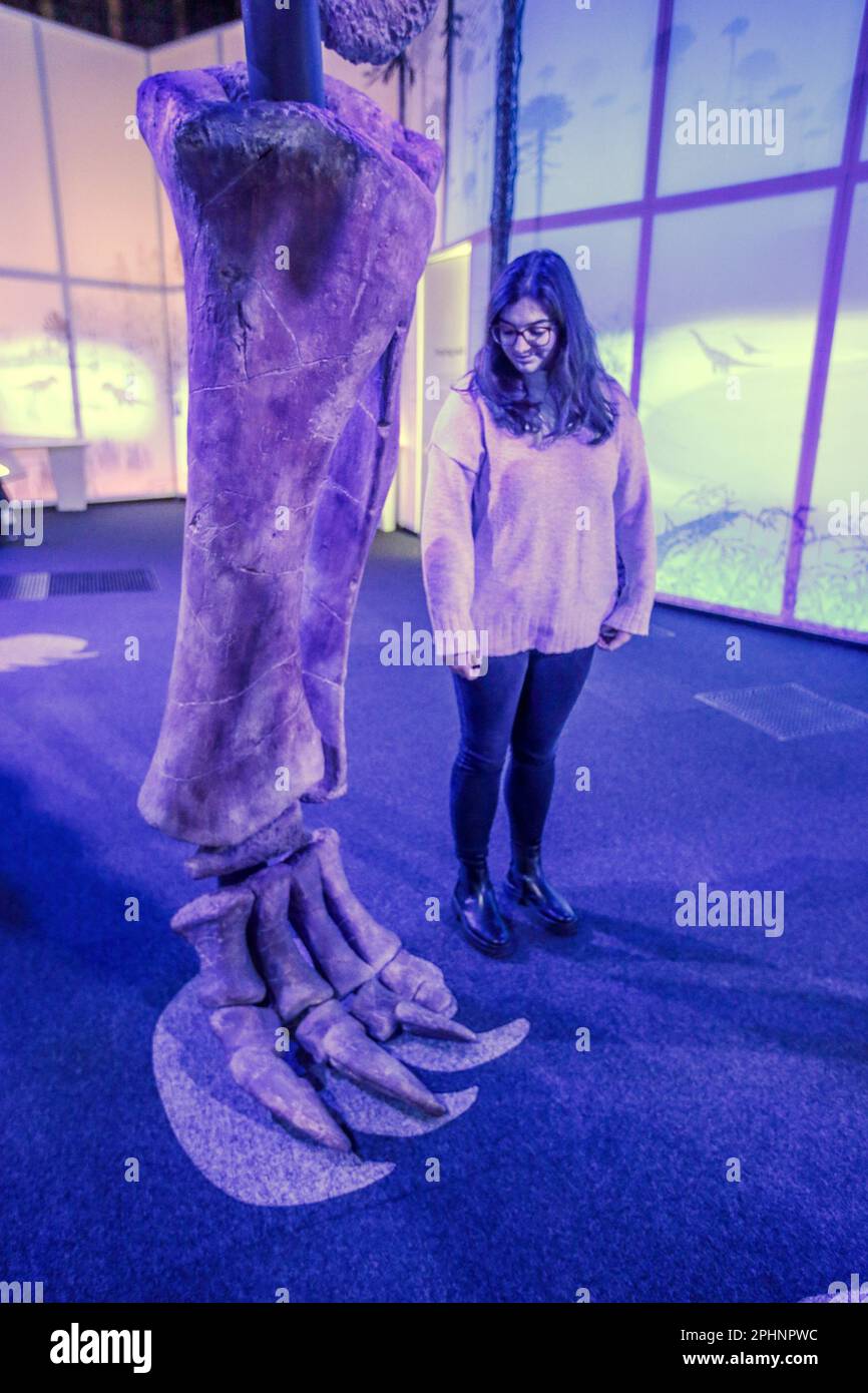 Cast in resign dinosaur hi-res stock photography and images - Alamy