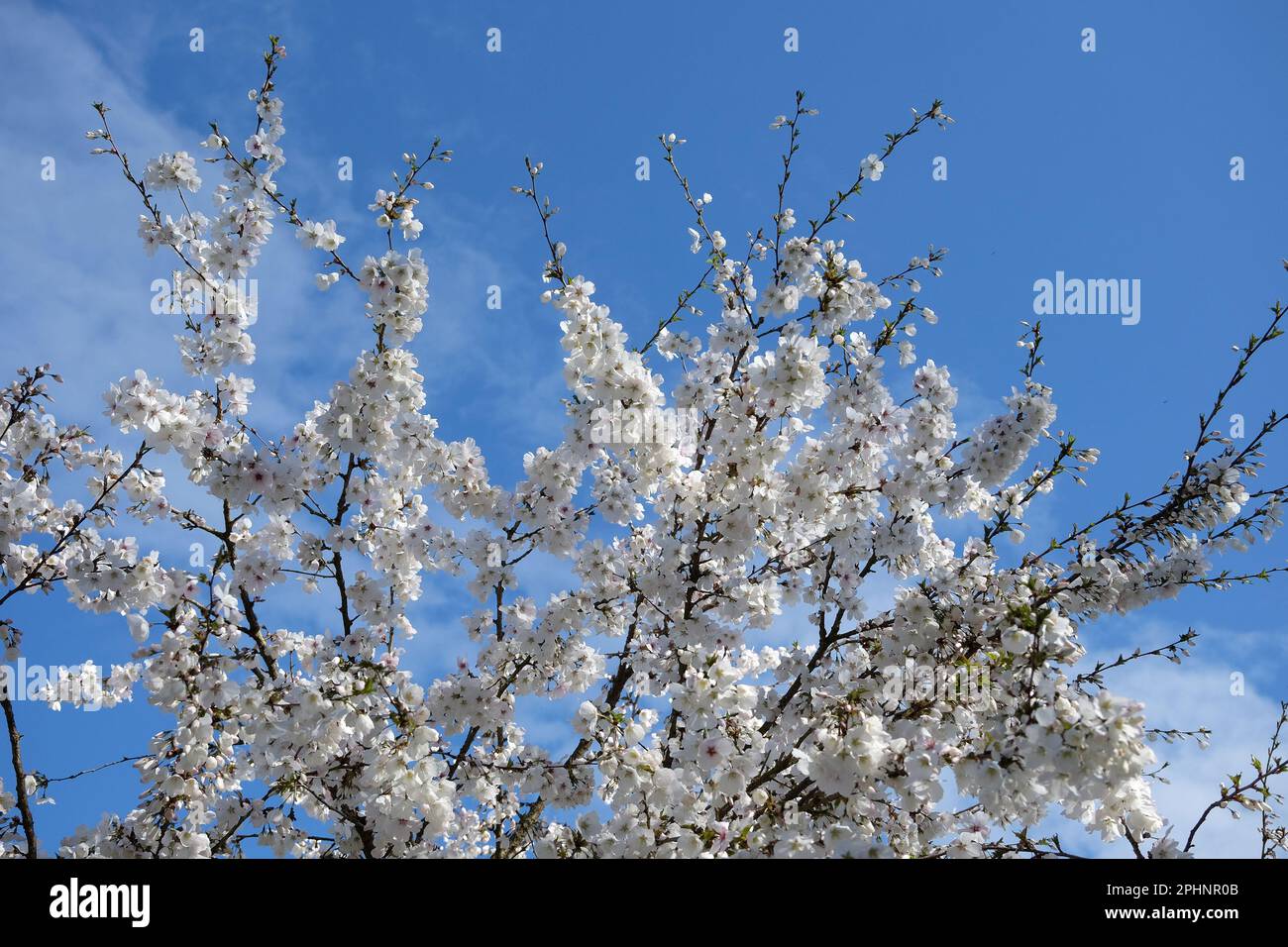 Cherry tree, Prunus incisa 'The Bride' in flower Stock Photo - Alamy
