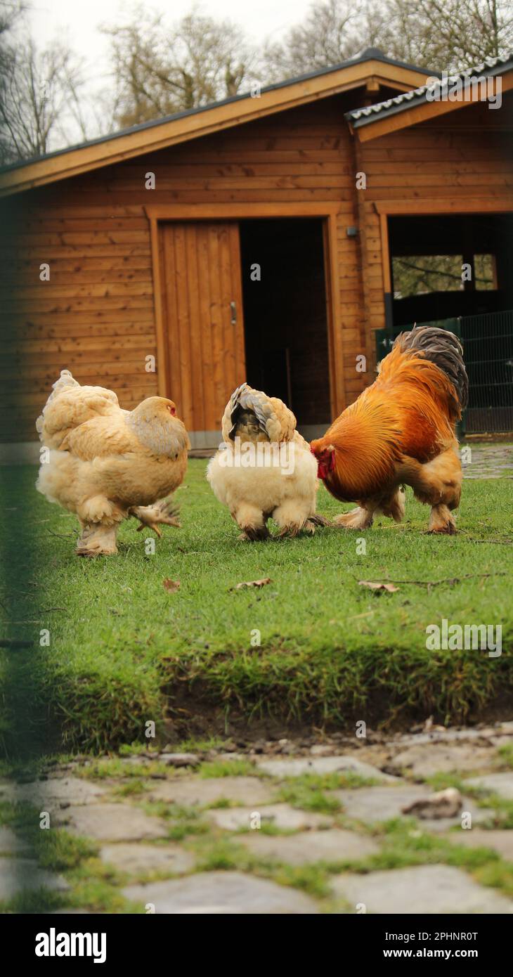 Open Wide Zoo in Cologne, Germany Stock Photo - Alamy