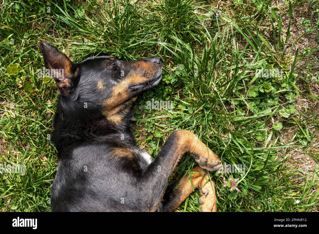 Black-brown dog sleeping on green grass enjoying summer Stock Photo - Alamy