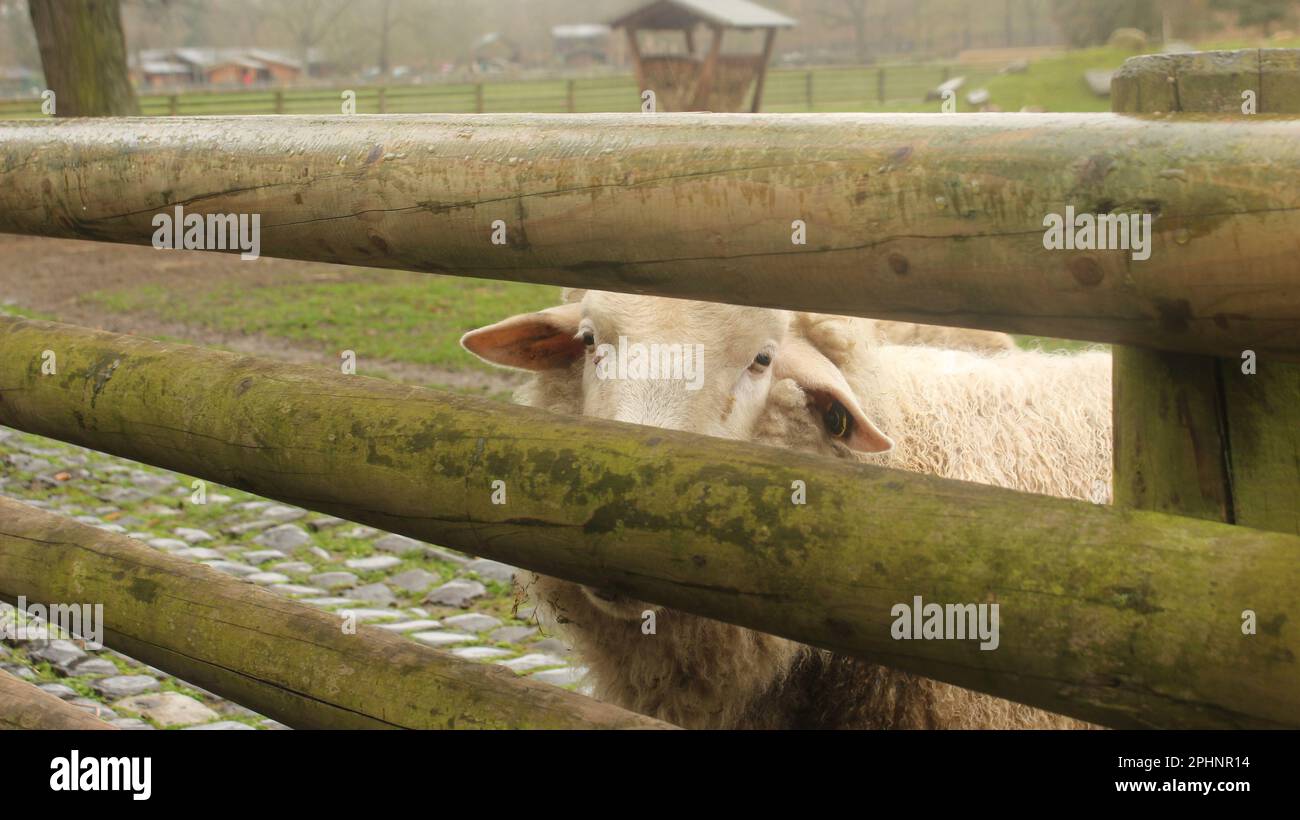 Open Wide Zoo in Cologne, Germany Stock Photo - Alamy