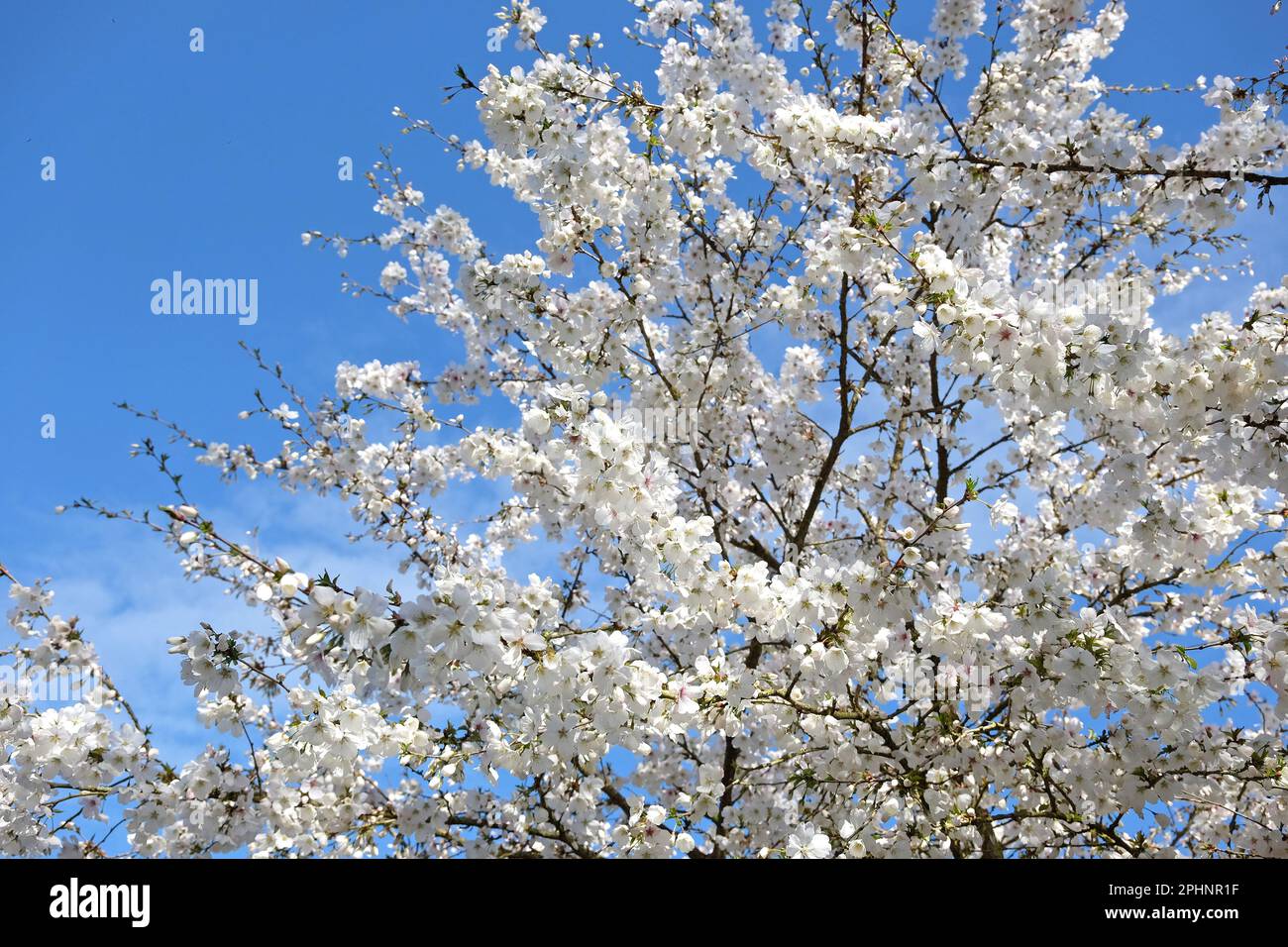 Prunus incisa the bride hi-res stock photography and images - Alamy