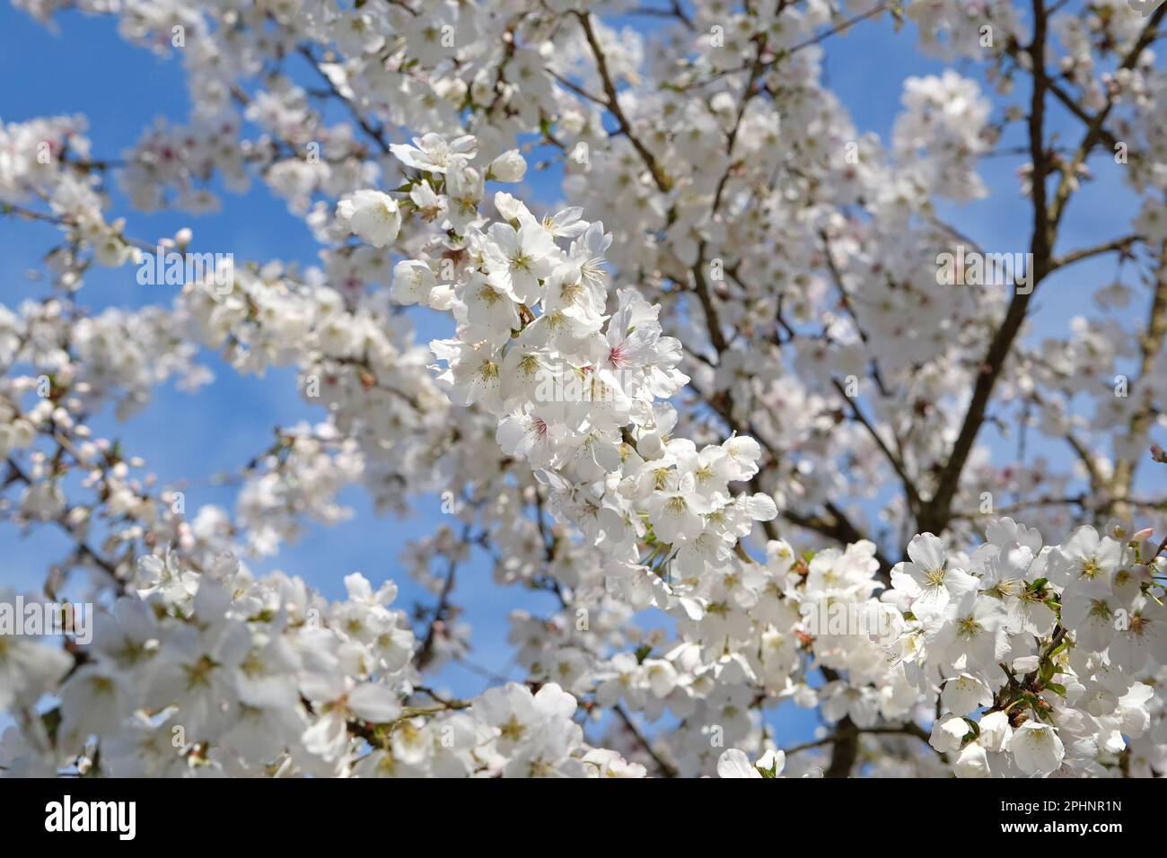 Cherry tree, Prunus incisa 'The Bride' in flower Stock Photo - Alamy