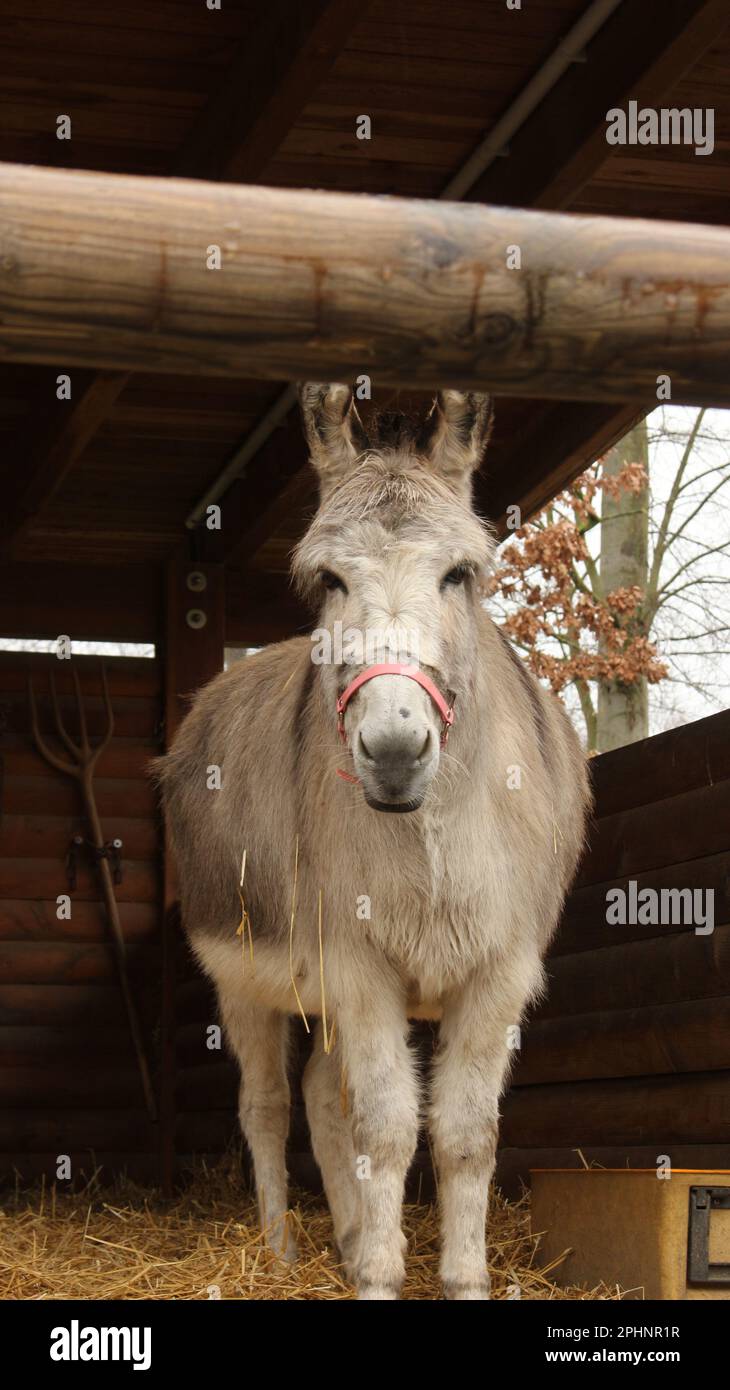 Open Wide Zoo in Cologne, Germany Stock Photo - Alamy