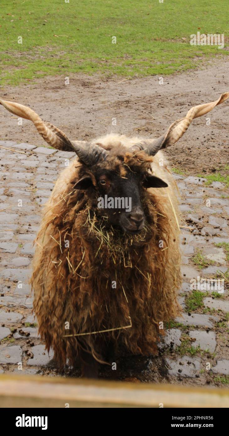 Open Wide Zoo in Cologne, Germany Stock Photo - Alamy