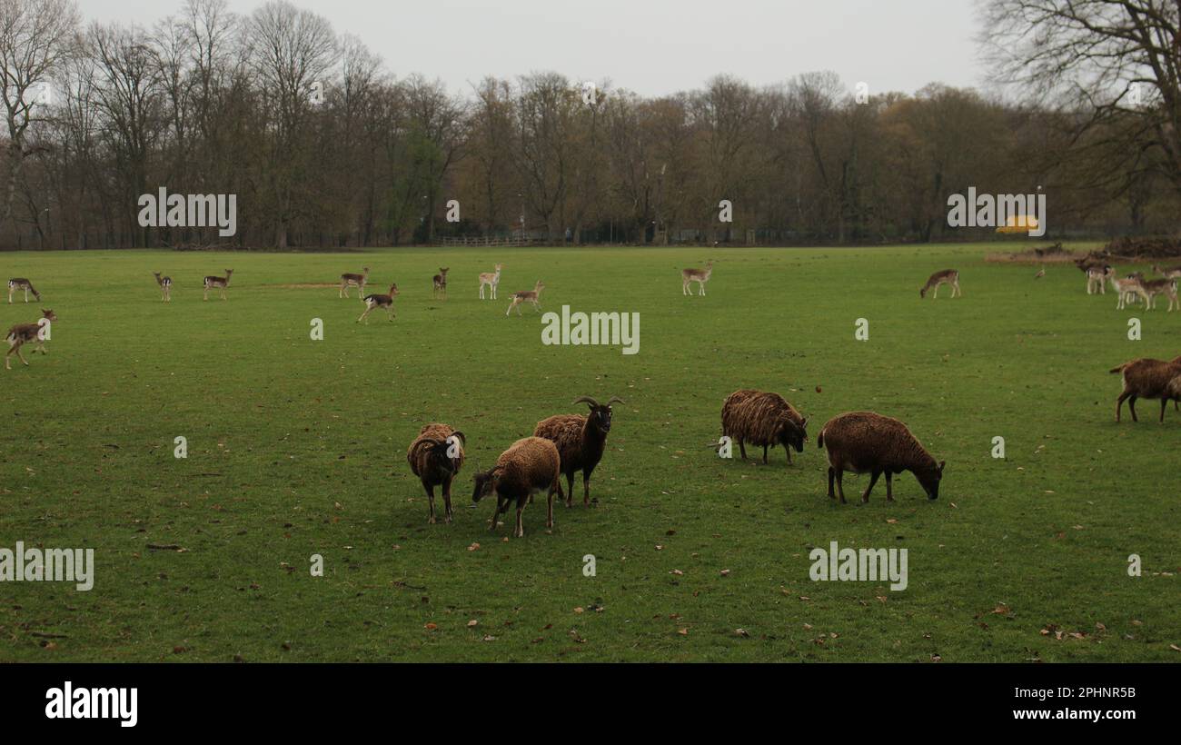 Open Wide Zoo in Cologne, Germany Stock Photo - Alamy