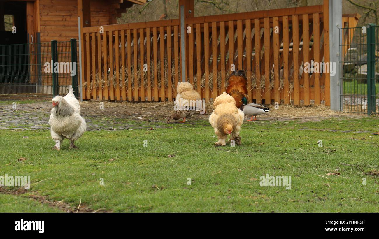 Open Wide Zoo in Cologne, Germany Stock Photo - Alamy
