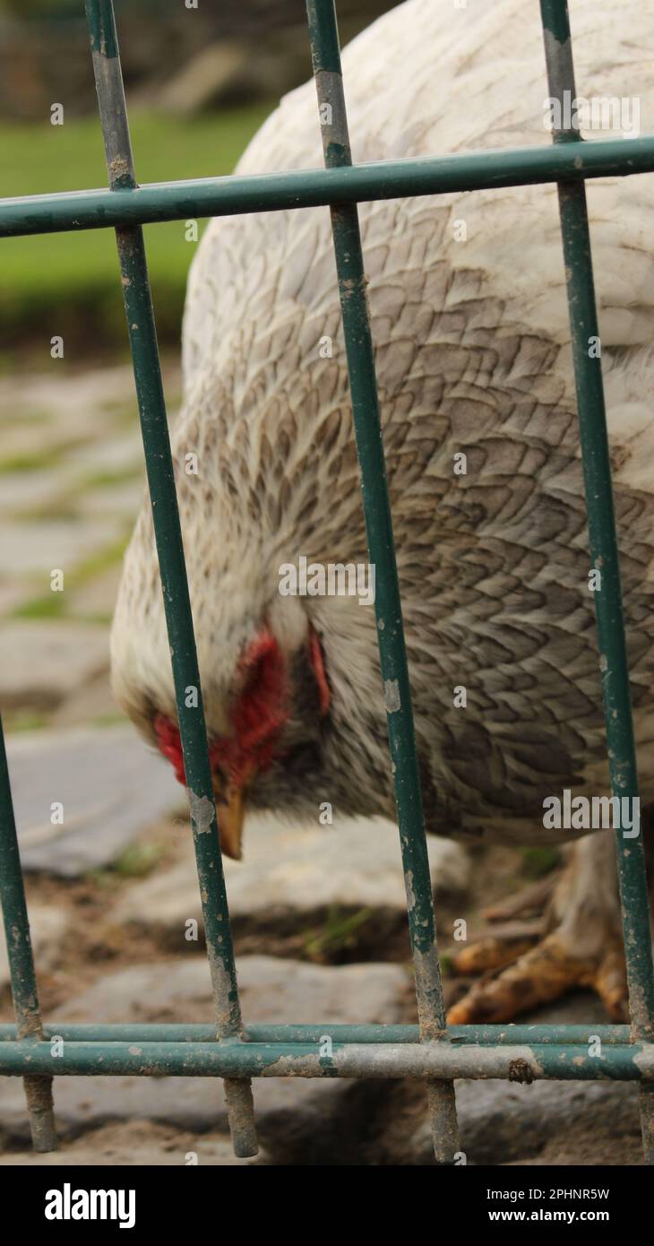 Open Wide Zoo in Cologne, Germany Stock Photo - Alamy