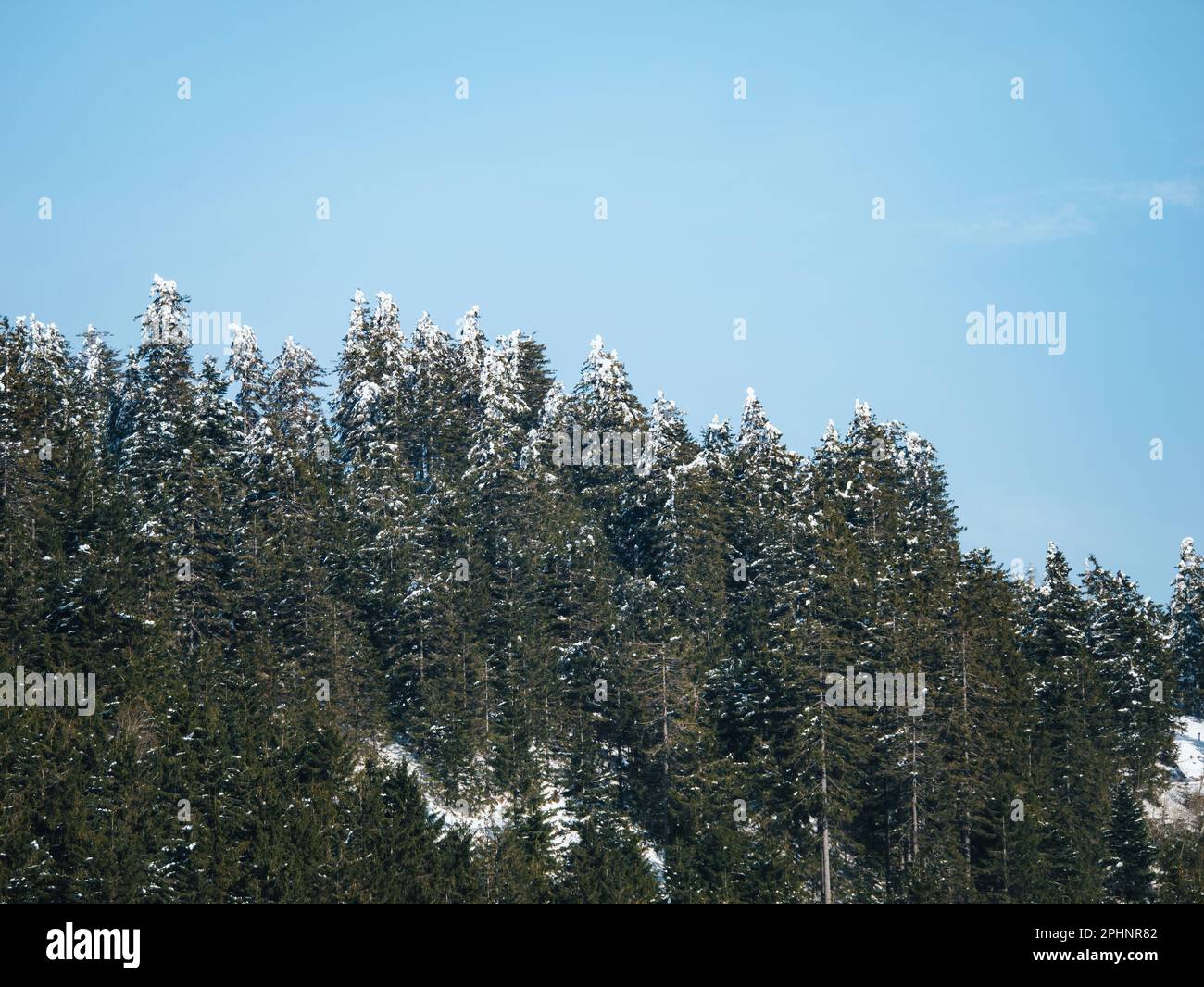 Tall coniferous tree stands hi-res stock photography and images - Alamy