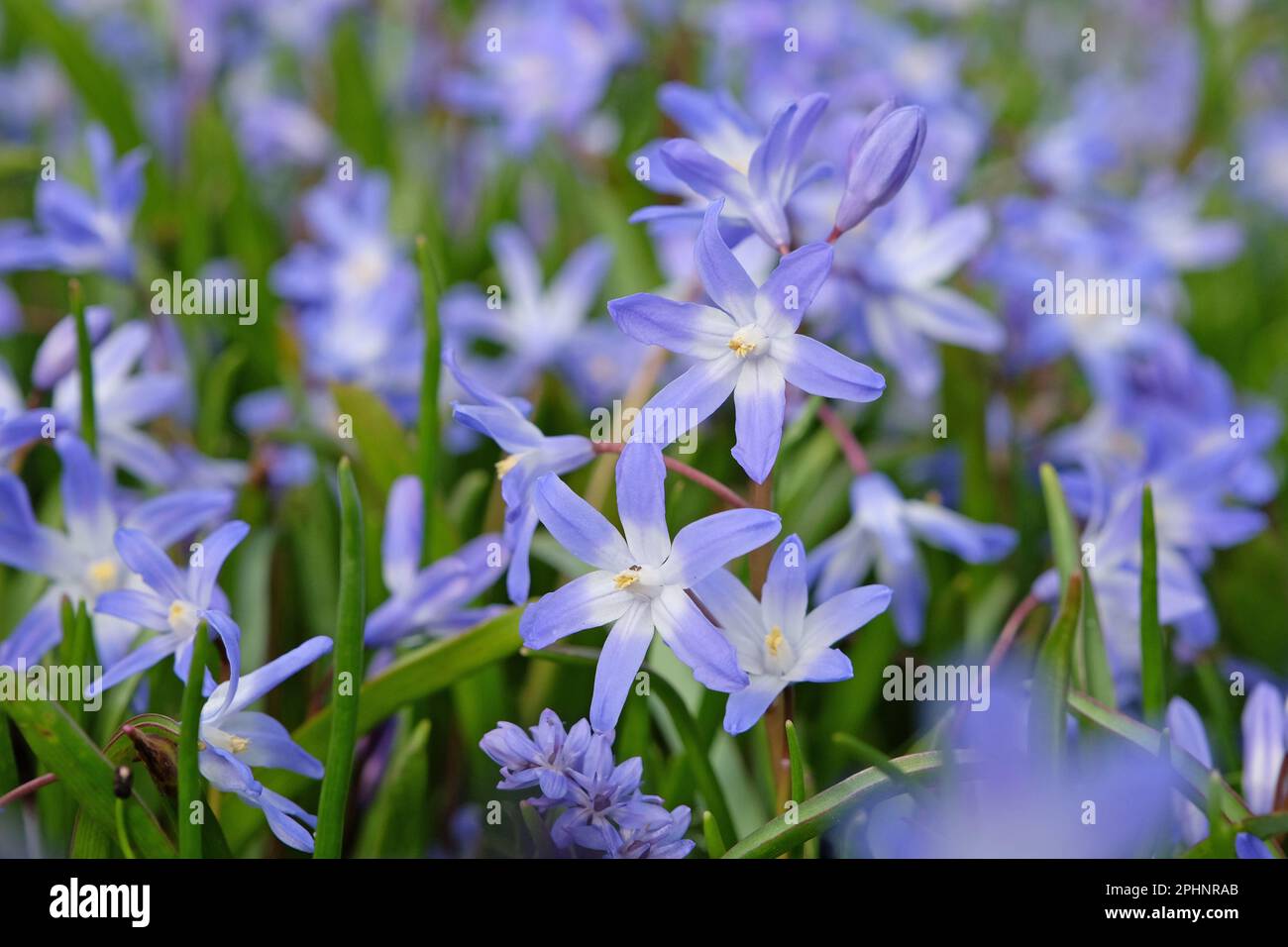 Forbes glory of snow hi-res stock photography and images - Alamy