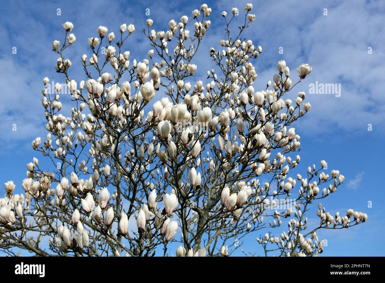 Giant magnolia tree hi-res stock photography and images - Alamy