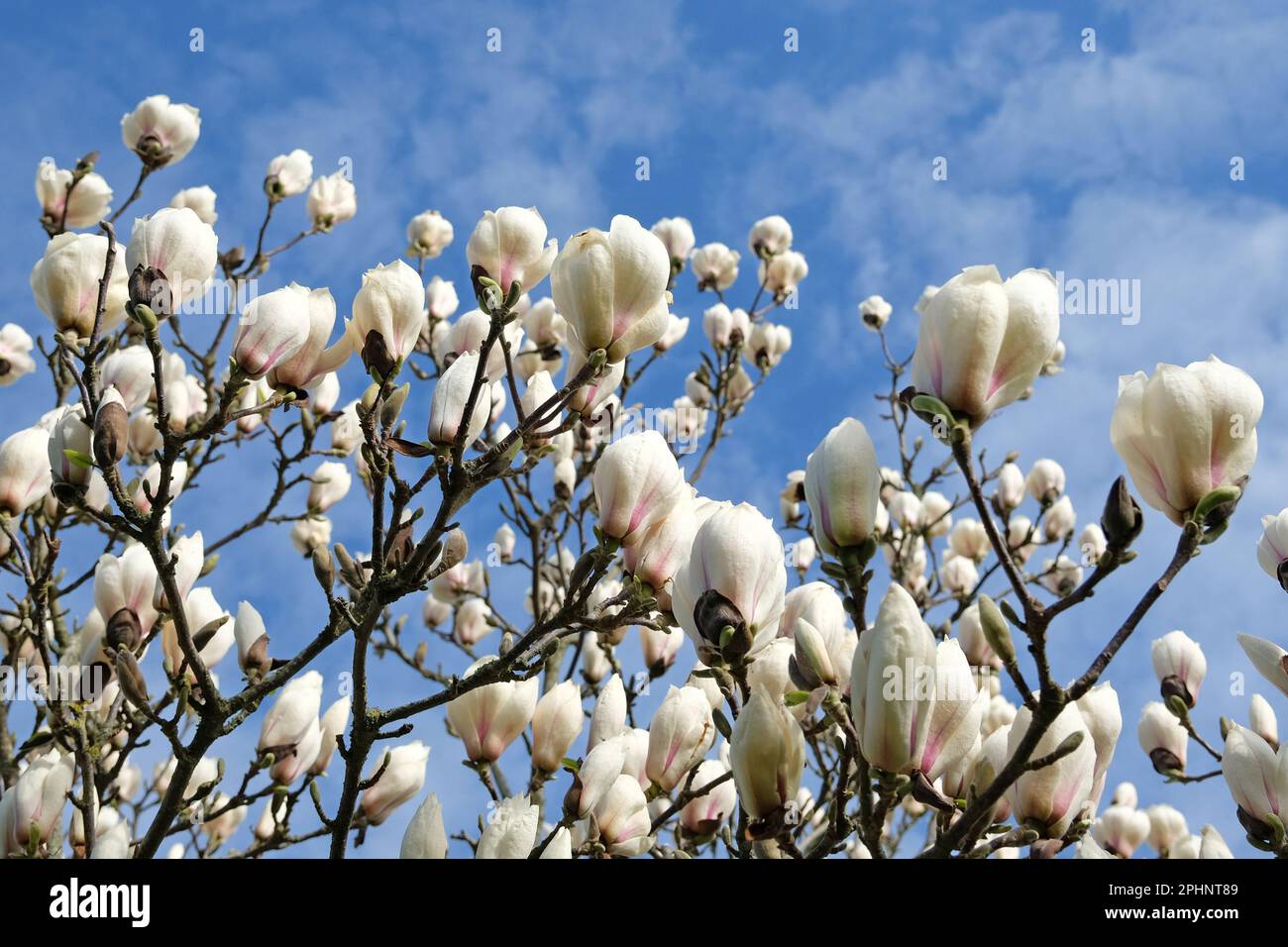 Giant magnolia tree hi-res stock photography and images - Alamy