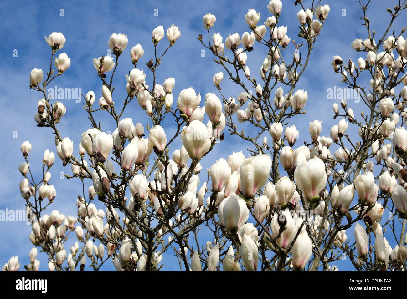 Giant magnolia tree in hi-res stock photography and images - Alamy