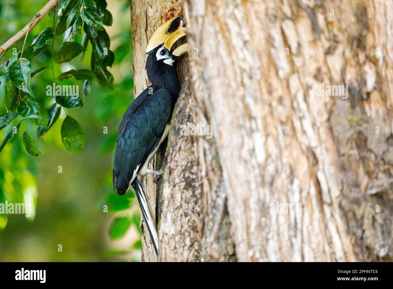 A mature male oriental pied hornbill helps build a nest with the female ...
