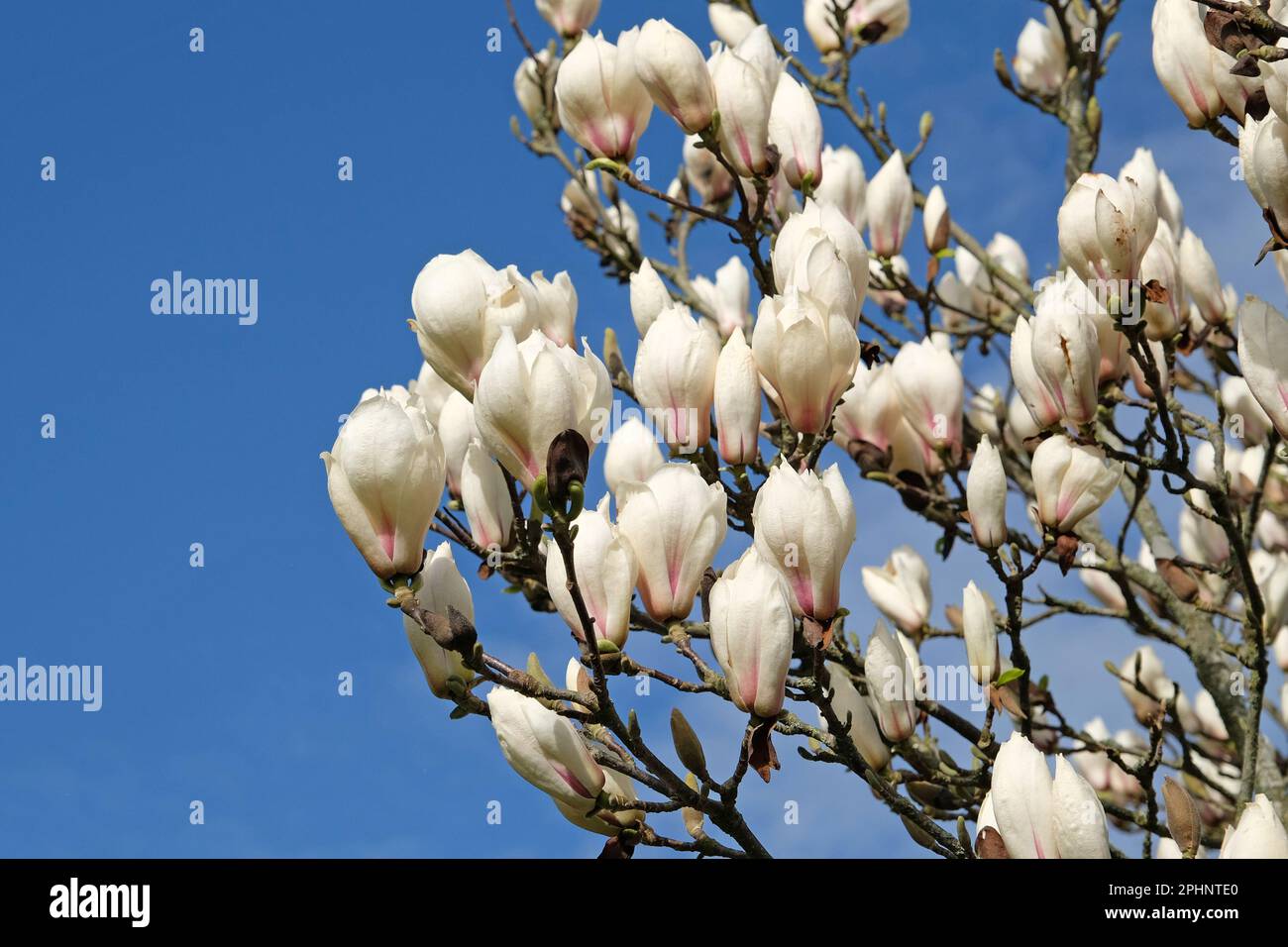 Giant magnolia tree hi-res stock photography and images - Alamy