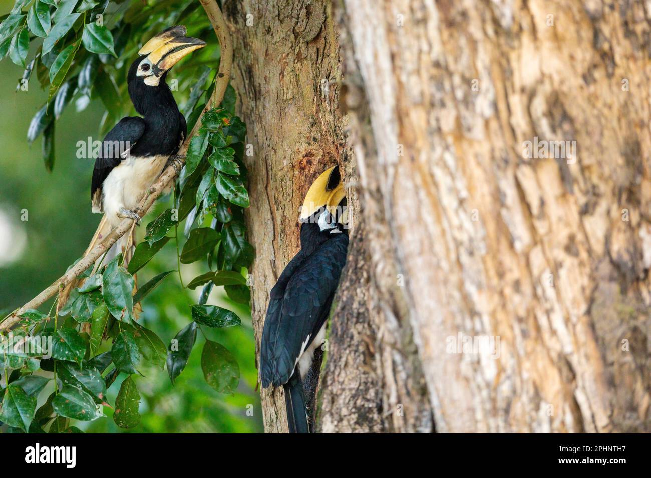 A pair of oriental pied hornbill set about building a nest in an ...
