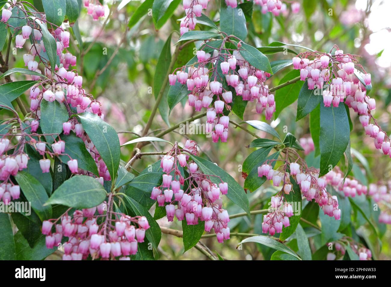 Pieris japonica katsura hi-res stock photography and images - Alamy