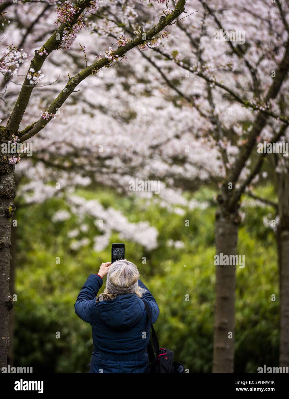 AMSTELVEEN - Visitors during the flowering of the Japanese cherry ...