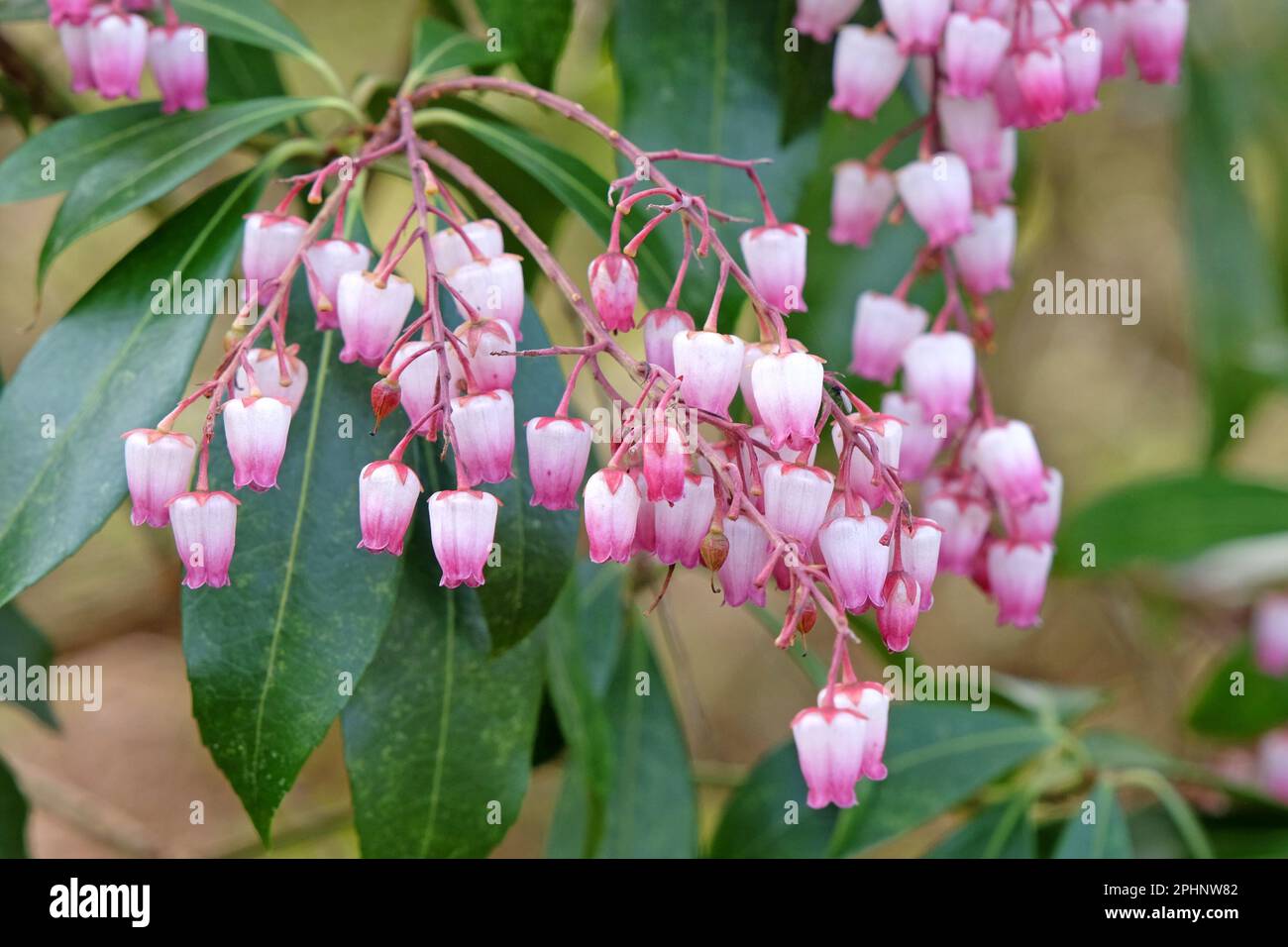 Pieris japonica katsura hi-res stock photography and images - Alamy