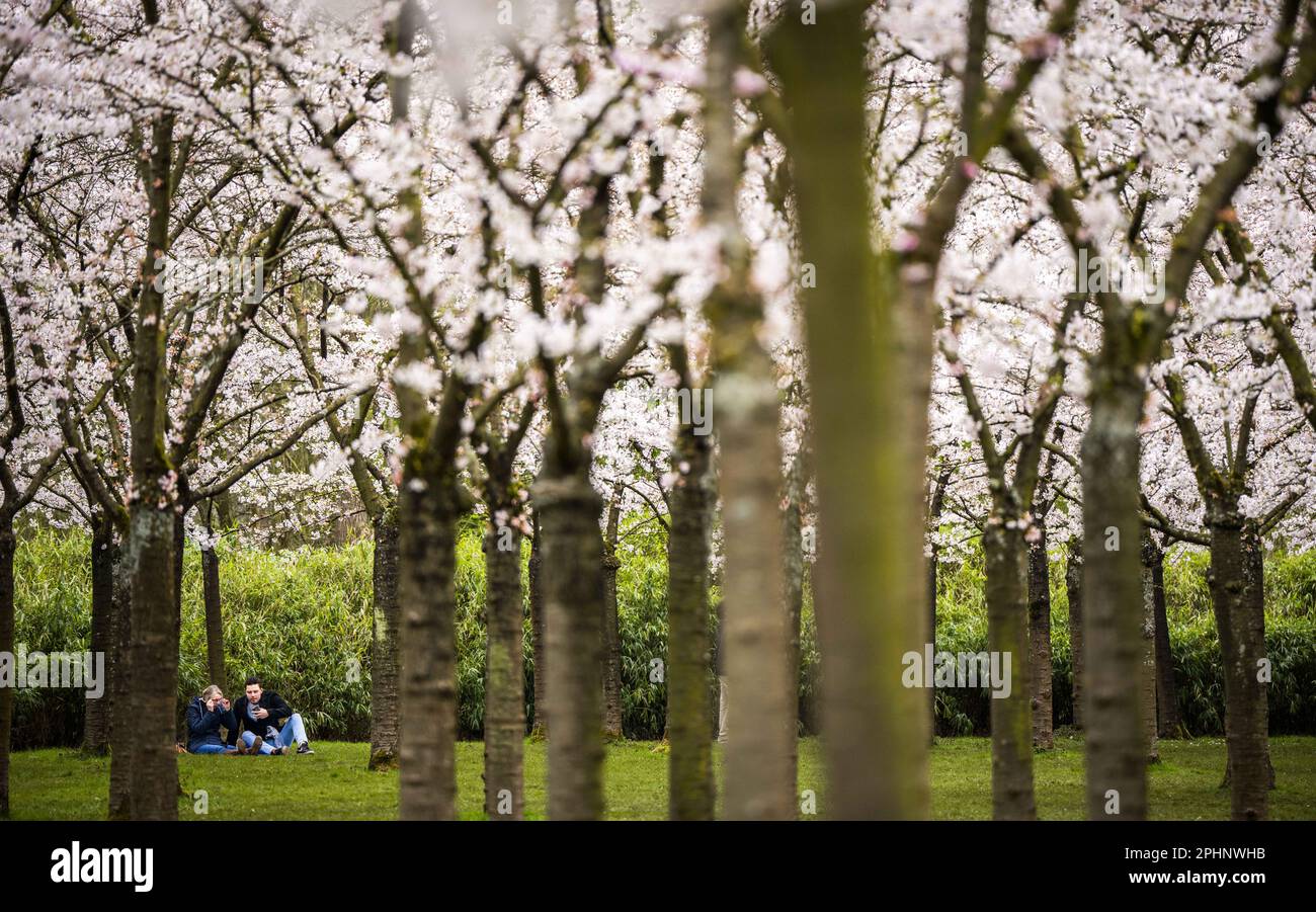 AMSTELVEEN - Visitors during the flowering of the Japanese cherry ...