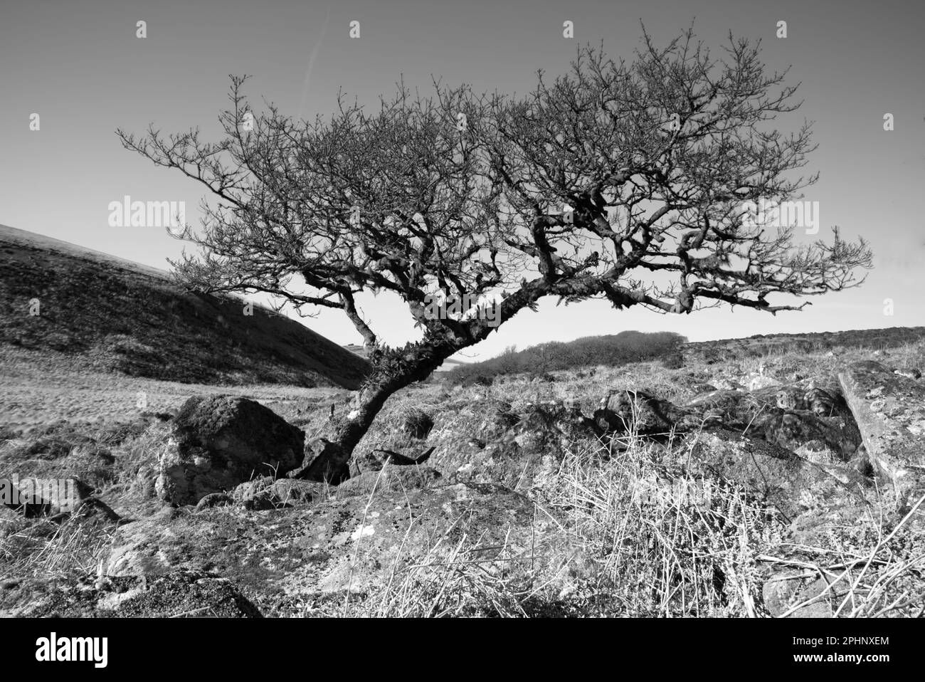 Evergreen backdrop Black and White Stock Photos & Images - Alamy