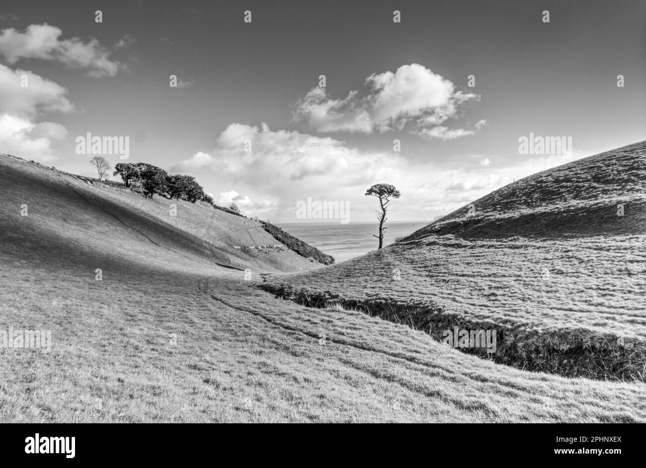 Green trees at hill Black and White Stock Photos & Images - Alamy