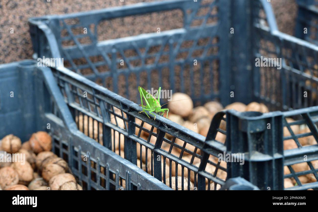 Cricket box close up hi-res stock photography and images - Alamy
