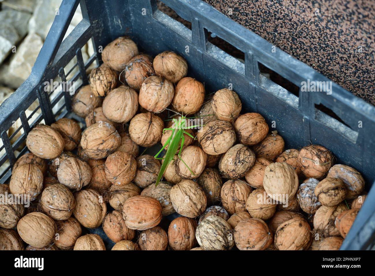 Cricket box close up hi-res stock photography and images - Alamy