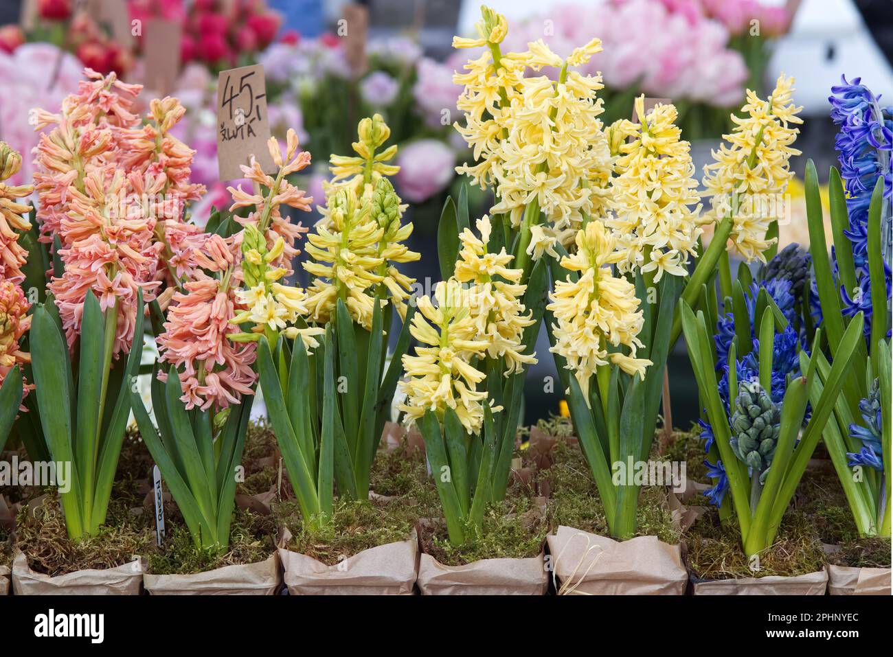 Hyacinth seedlings, flowering hyacinthus orientalis for sale in the ...