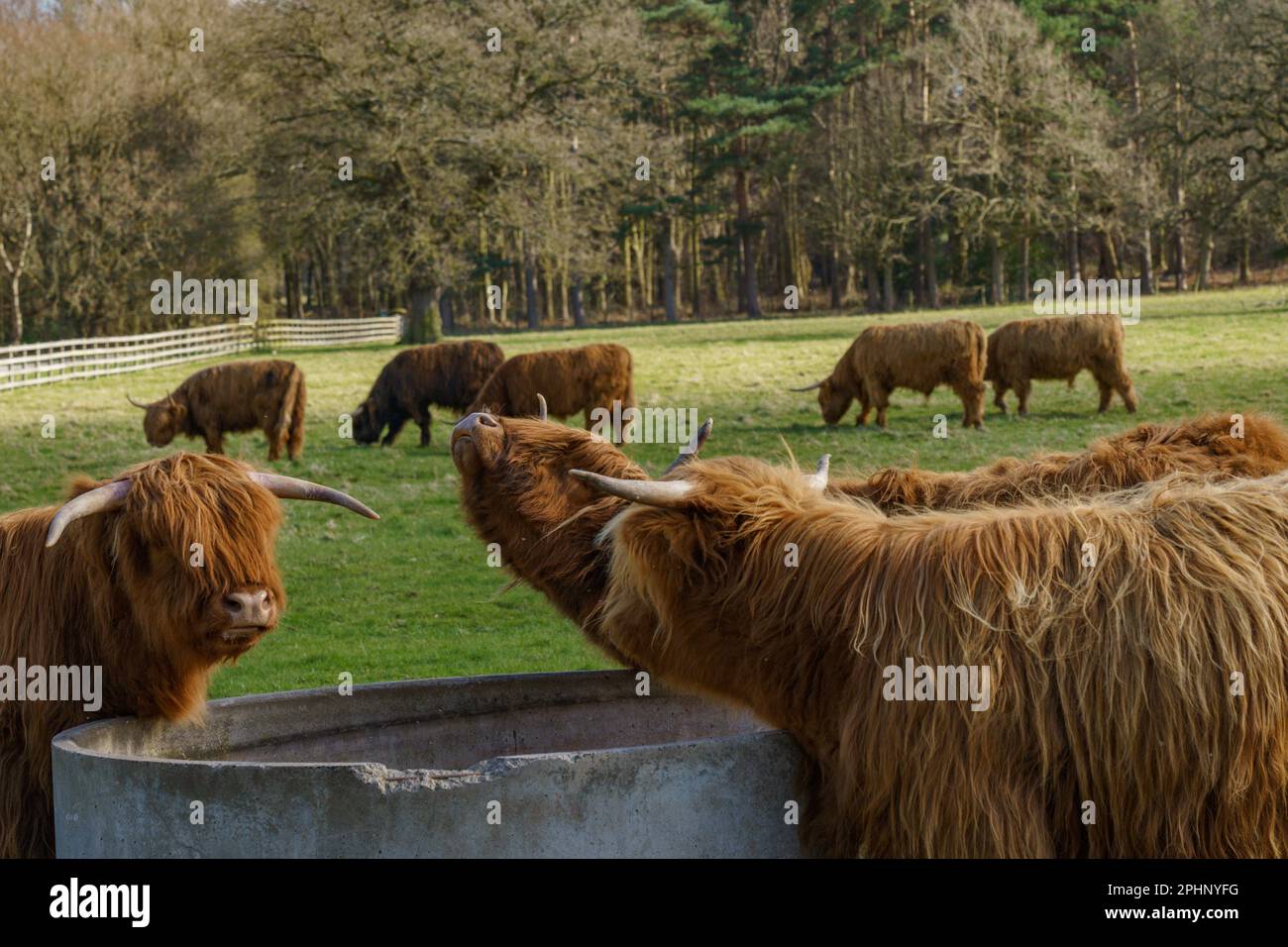 Three Highland Cattle with long brown shaggy fur and thin horizontal ...