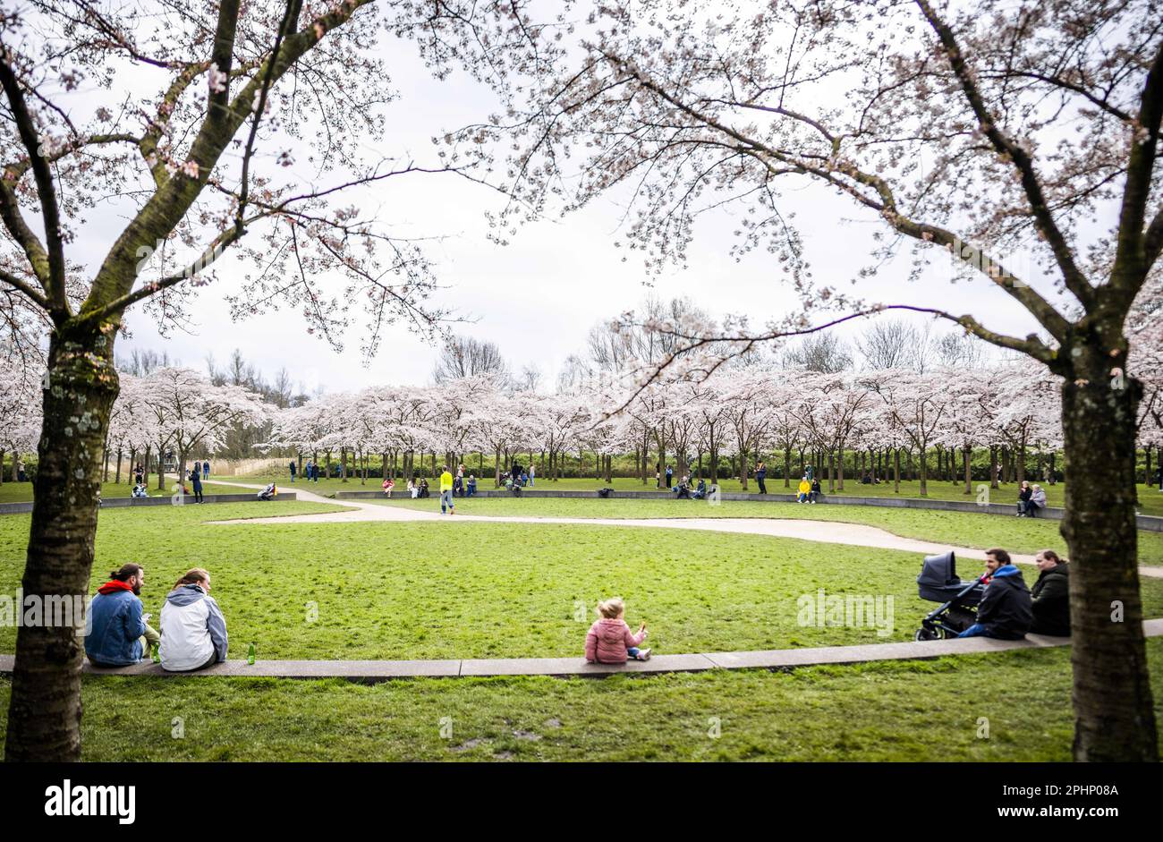 AMSTELVEEN - Visitors during the flowering of the Japanese cherry ...