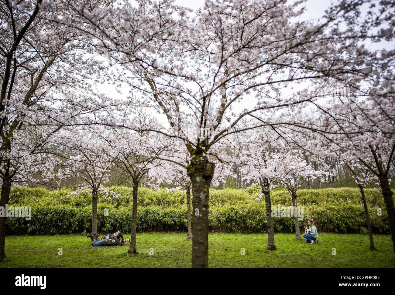 AMSTELVEEN - Visitors during the flowering of the Japanese cherry ...