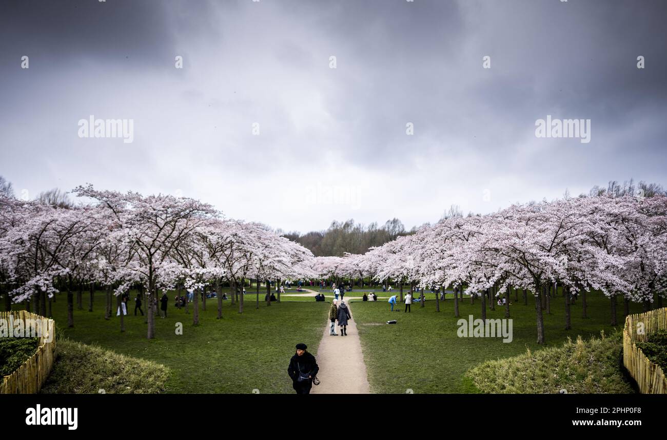 AMSTELVEEN - Visitors during the flowering of the Japanese cherry ...