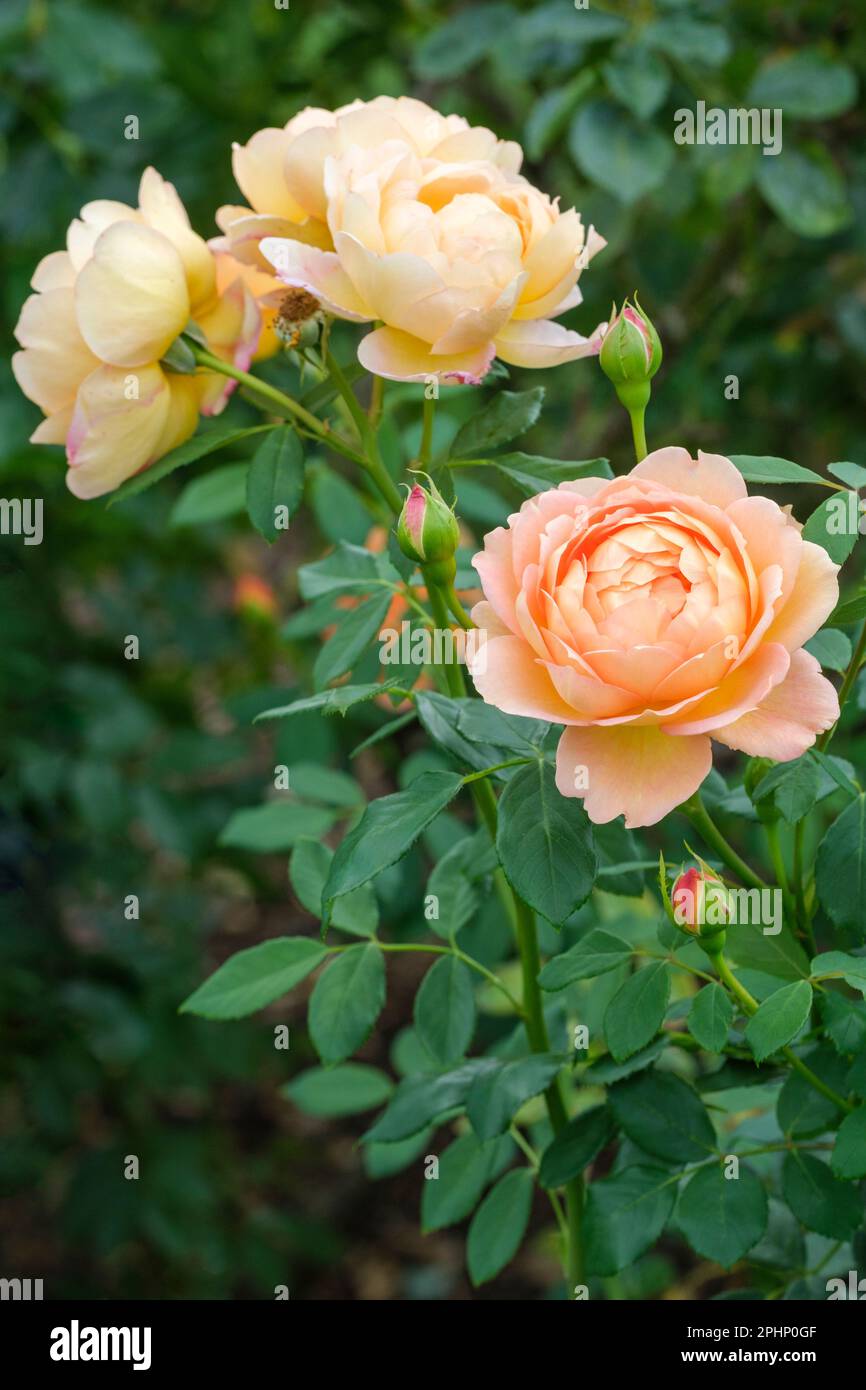 Rosa Lady of Shalott, rose Lady of Shalott, rosa Ausnyson, shrub rose ...