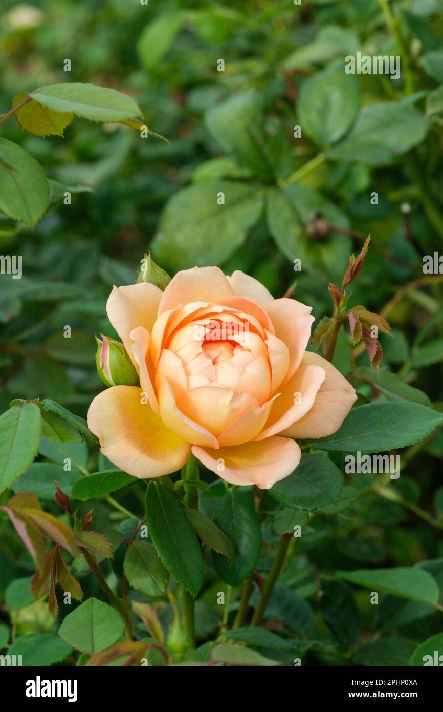 Rosa Lady of Shalott, rose Lady of Shalott, rosa Ausnyson, shrub rose ...
