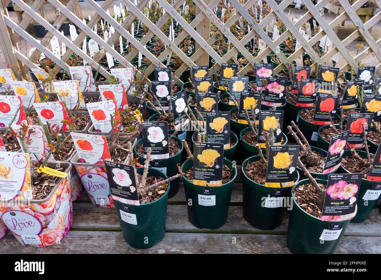 Bush roses Floribunda several species and colours for sale in a ...