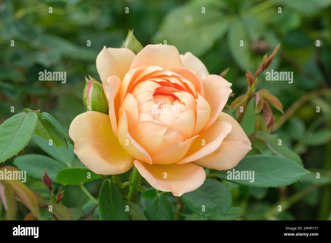 Rosa Lady of Shalott, rose Lady of Shalott, rosa Ausnyson, shrub rose ...